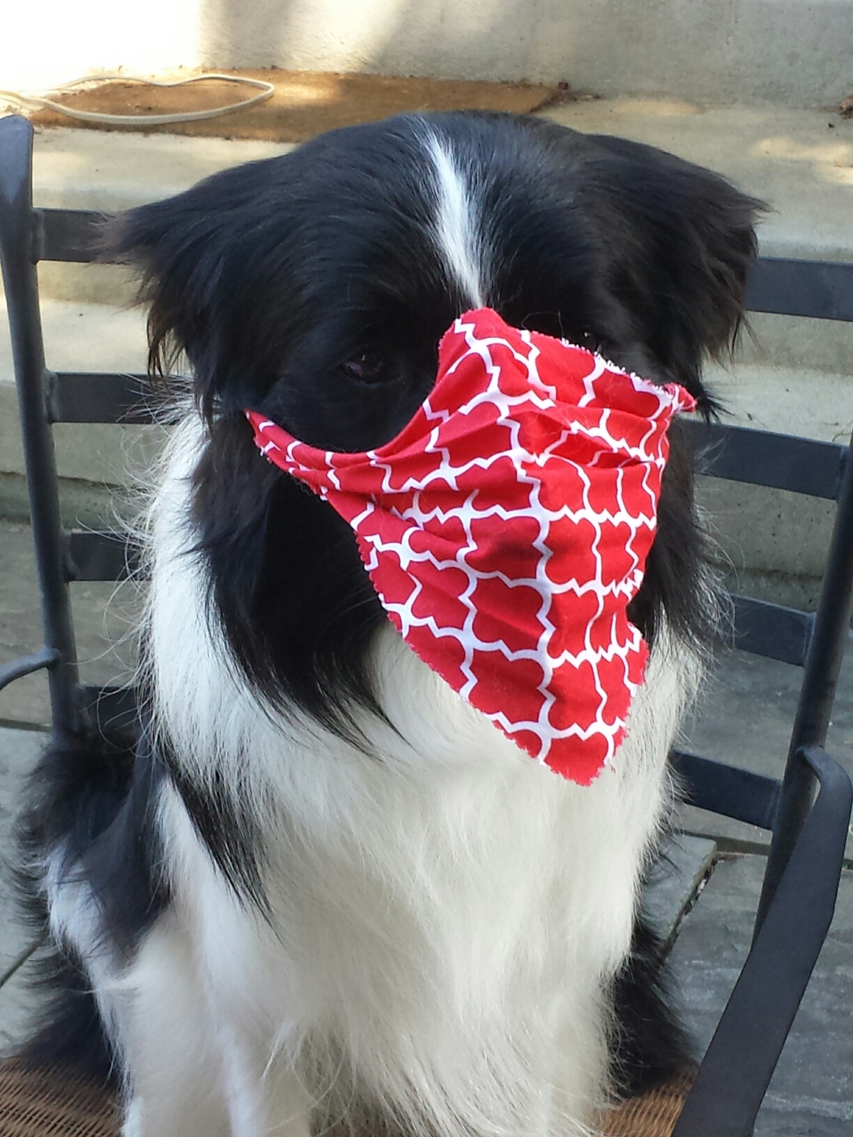 Fun with Pictures! – Royal Canine Dog Training, LLC