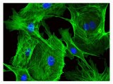 Fluorescence Microscope Rs Science