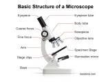 What Is A Microscope Function And Magnification Rs Science