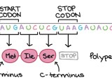 How To Read The Amino Acids Codon Chart Genetic Code And Mrna