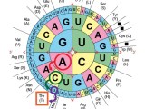 How To Read The Amino Acids Codon Chart Genetic Code And Mrna