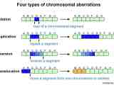 What Is A Chromosome Function And Structure Rs Science