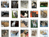 Transfer Learning And Image Classification With Ml Net
