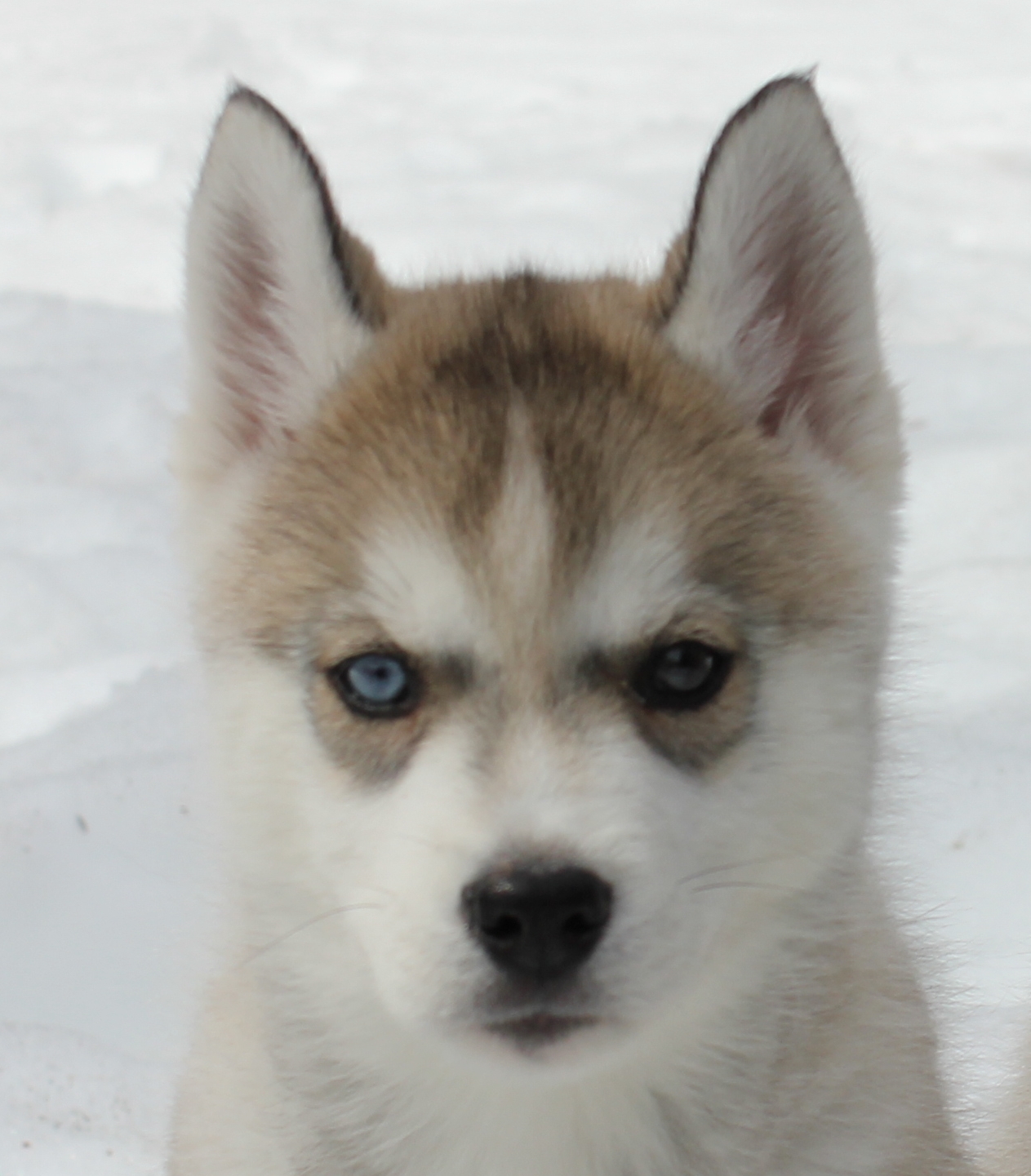 Photo Album – Running with Huskies