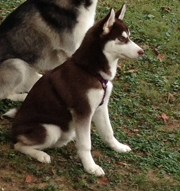 Photo Album – Running with Huskies