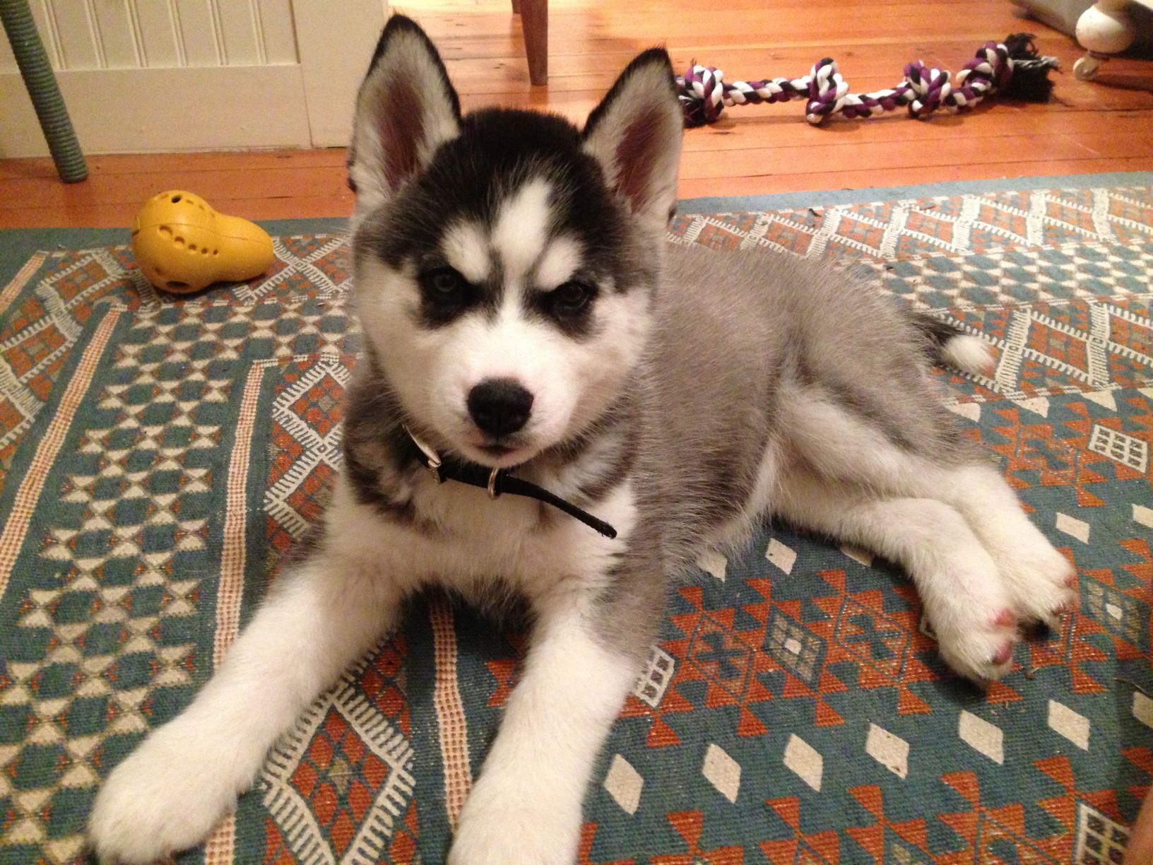 Photo Album – Running with Huskies