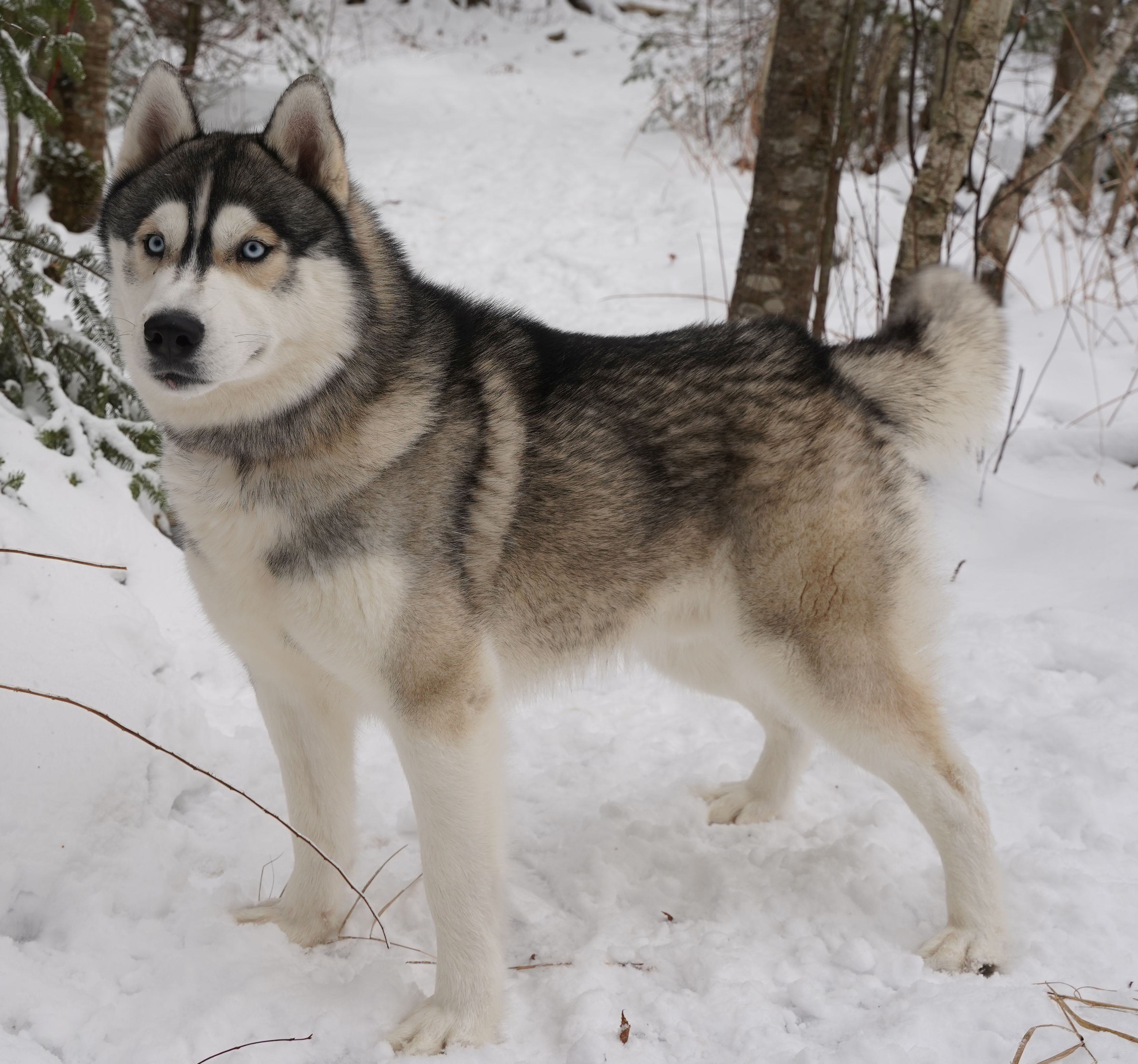 Meet the Pack – Running with Huskies