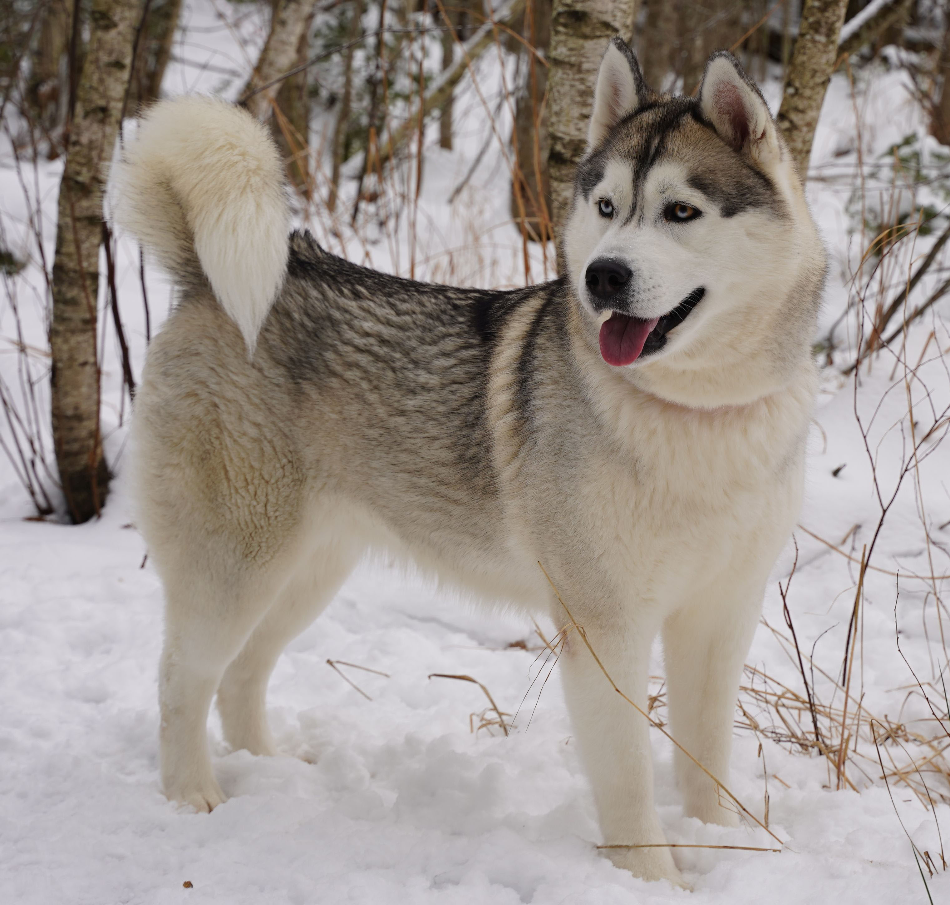 Meet the Pack – Running with Huskies