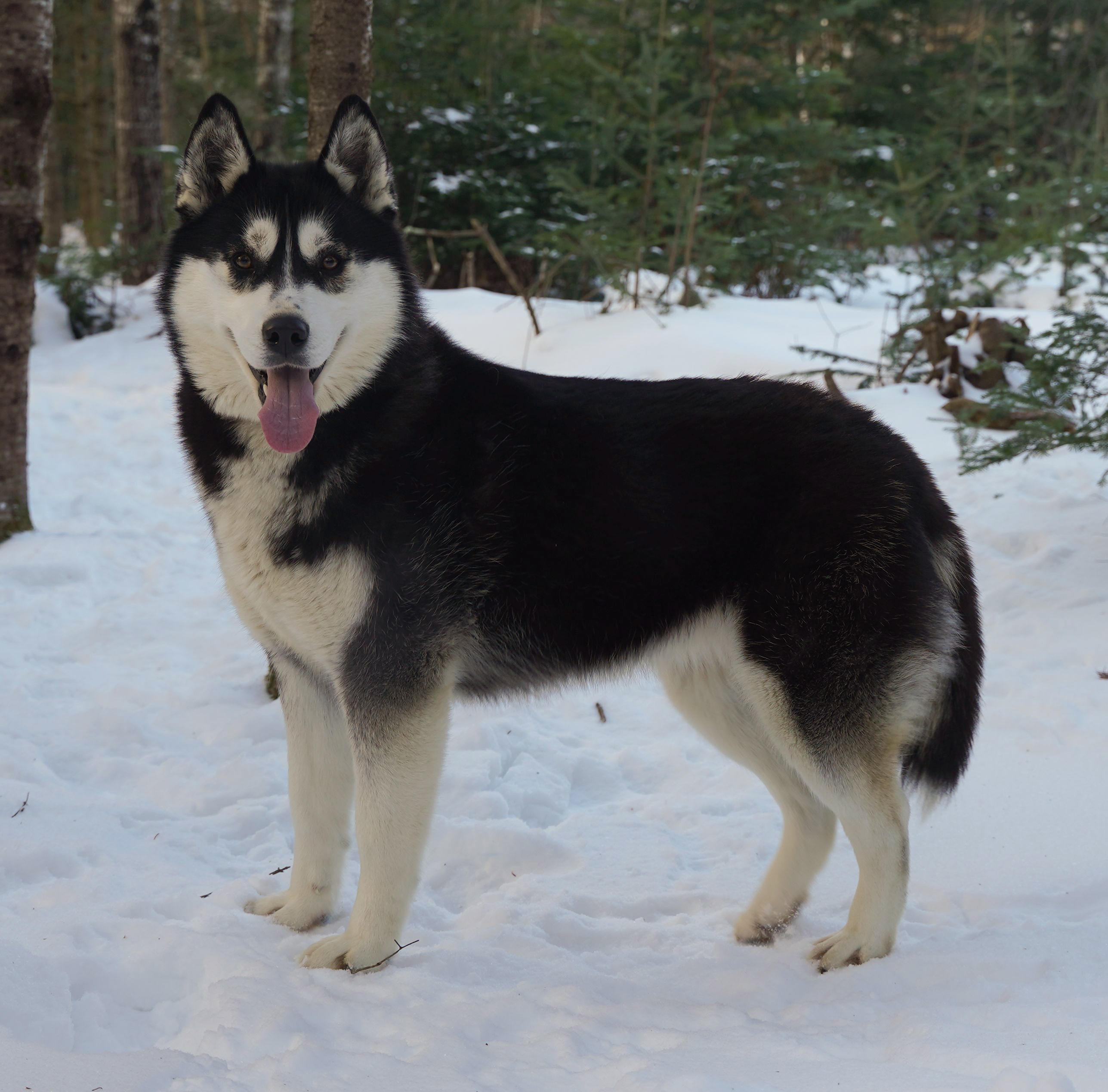 Meet the Pack – Running with Huskies