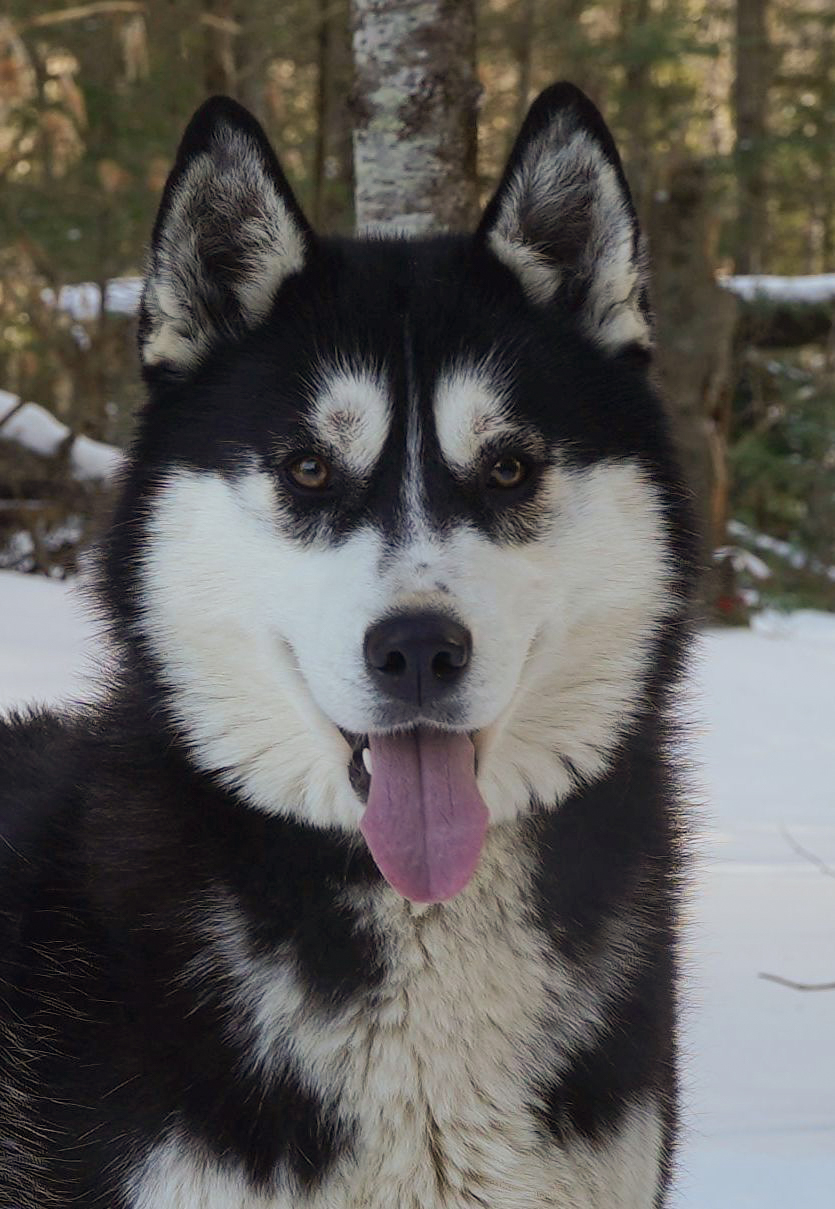 Meet the Pack – Running with Huskies