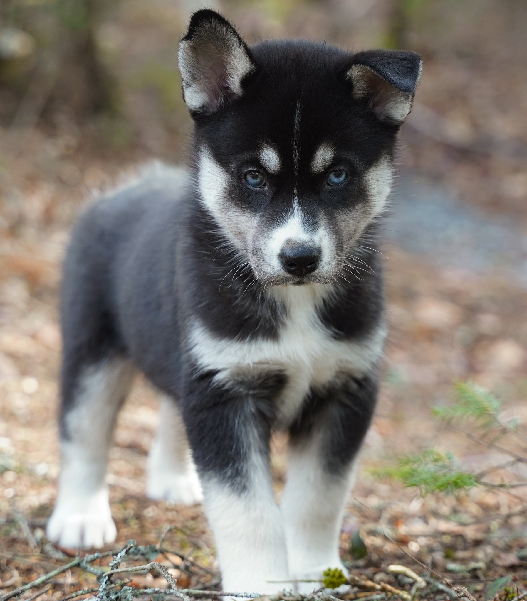 Meet the Pack – Running with Huskies