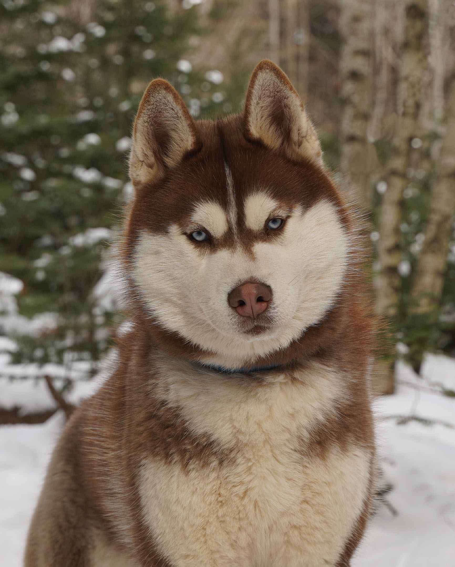 Meet the Pack – Running with Huskies