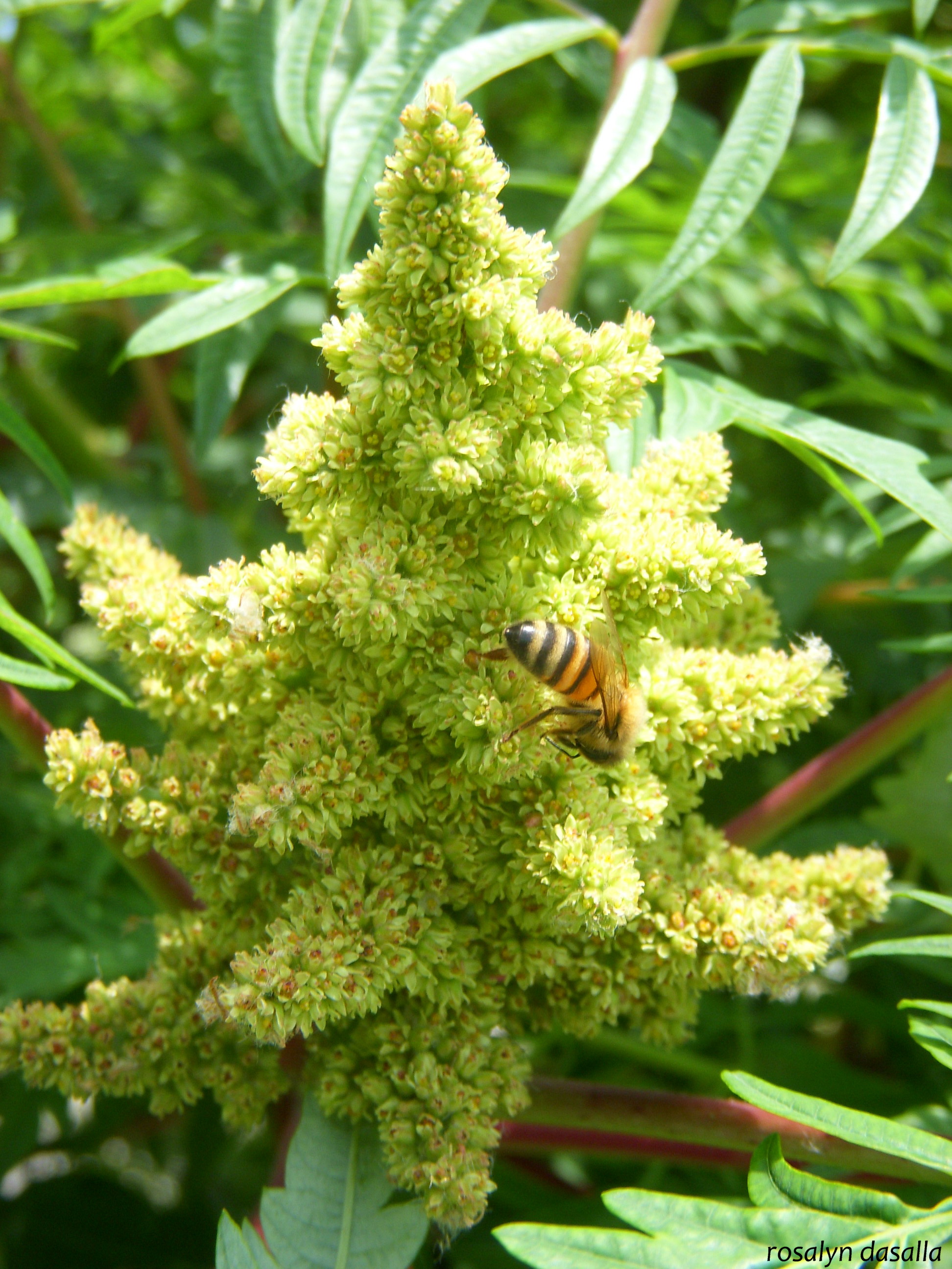 Hymenoptera | Nature's beauty: