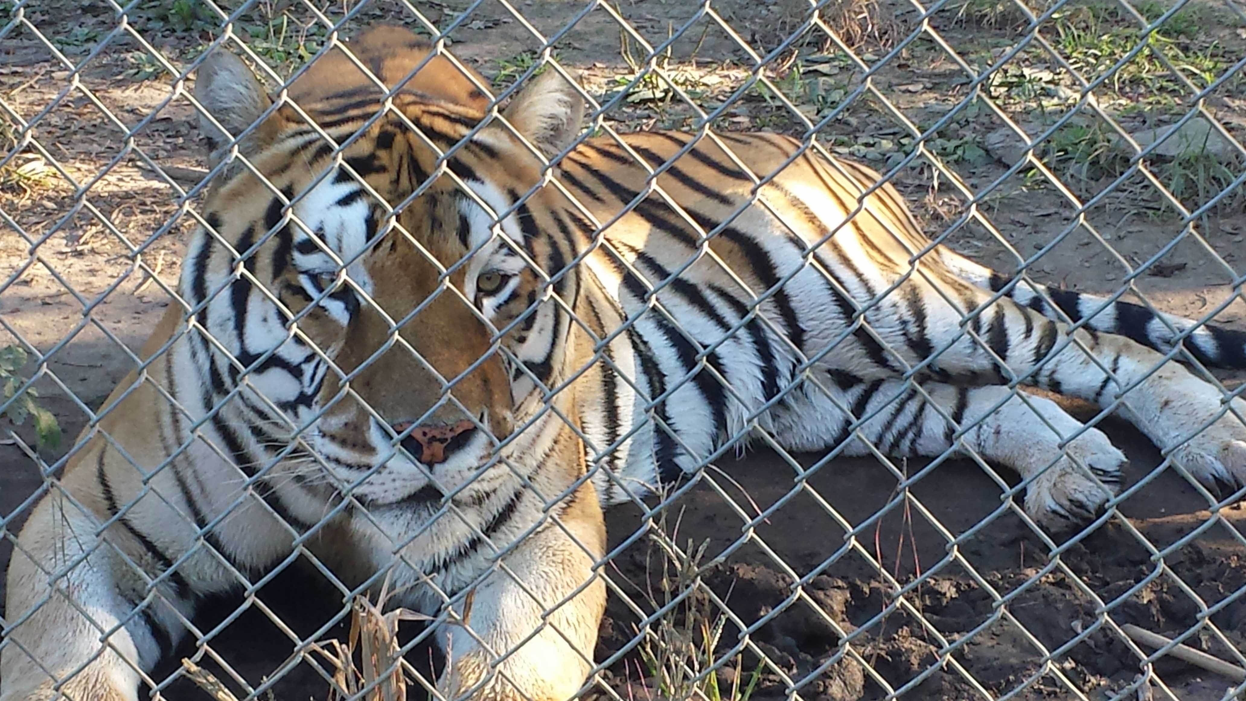 Tigers! • RVing Revealed