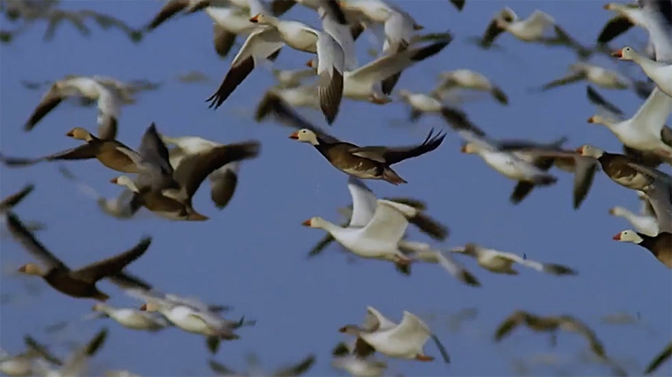 Worry About What S Happening To Birds Videos From The Weather Channel