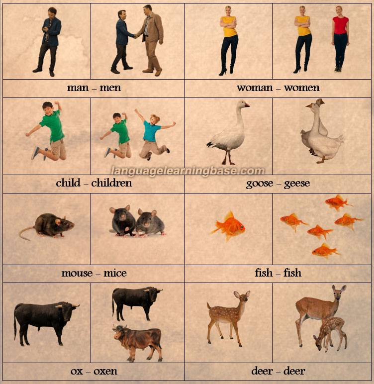 Irregular Plural Nouns Deer Irregular Plural Nouns Worksheets irregular-plural-nouns-deer-irregular-plural-nouns-worksheets
