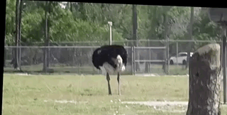 Github Adamspannbauer Python Video Stab A Python Package To - Light Backgrounds - Elegant HD Collection