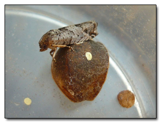 7 Mind Blowing Vehicles Built And Driven By Animals Cracked