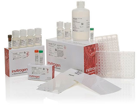 Quantigene Plex Assays For The Luminex System Thermo Fisher