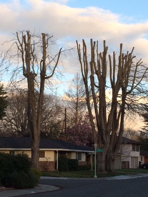 Pruning trees - Sacramento Tree Foundation