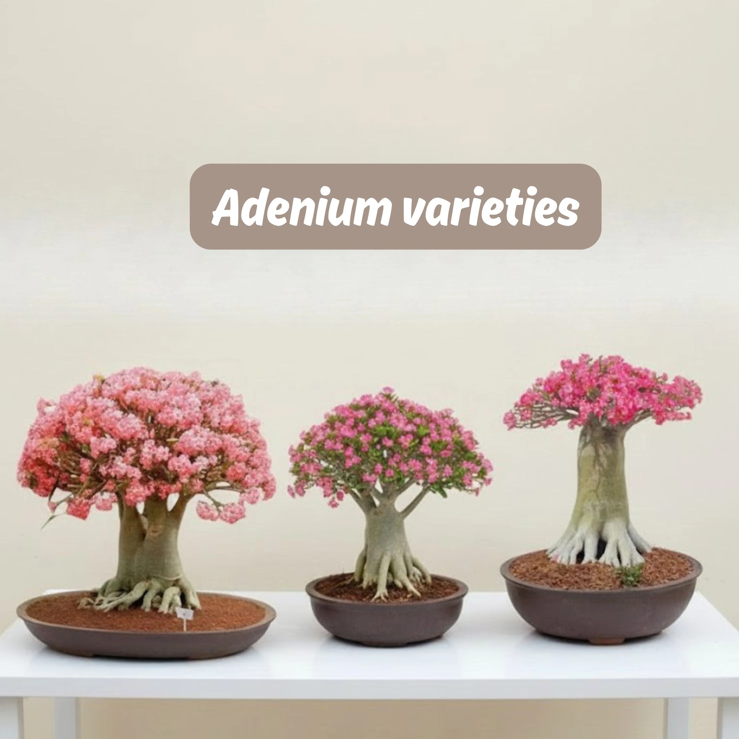 Adenium Varieties Samarth Cactus Nursery
