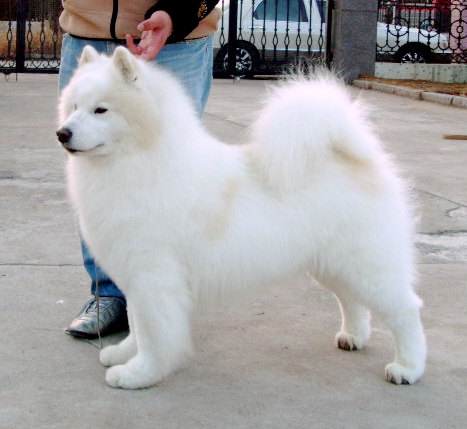 “HEERO” doing fine at nearly nine! | Vanderbilt Samoyeds