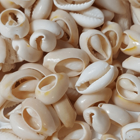 Top Cut Cowrie Shells, 50 Pcs - Select Size and Colour - Sands Of Time ...