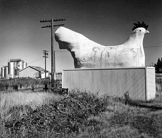 HEAR THAT LONESOME CHICKEN BLOW | Santa Rosa History