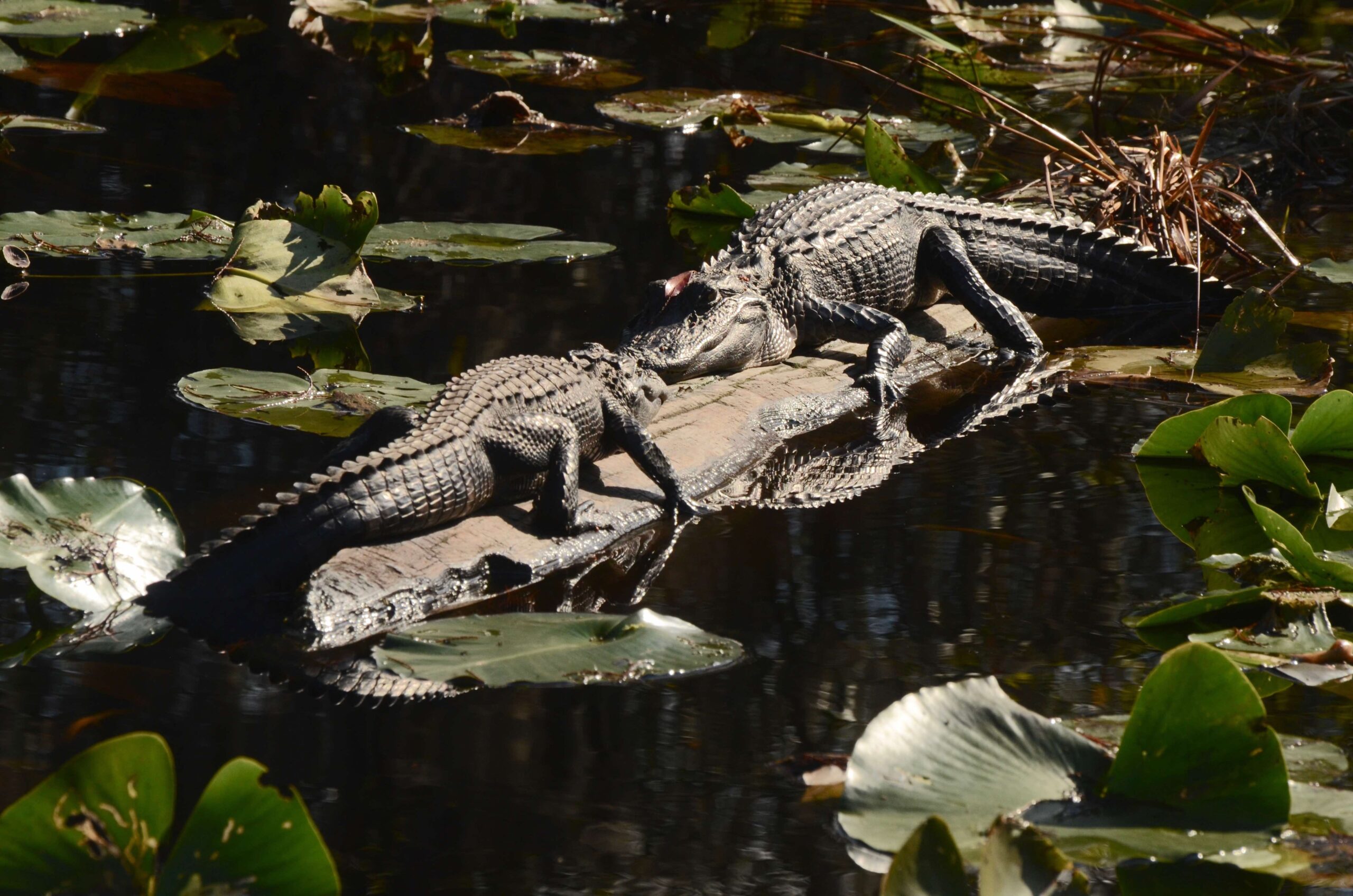 Okefenokee Swamp named among top 10 most-endangered waterways in ...
