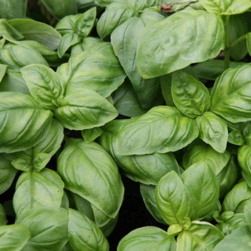 Italian Basil Farm Fresh 75 Gms Satva Farm