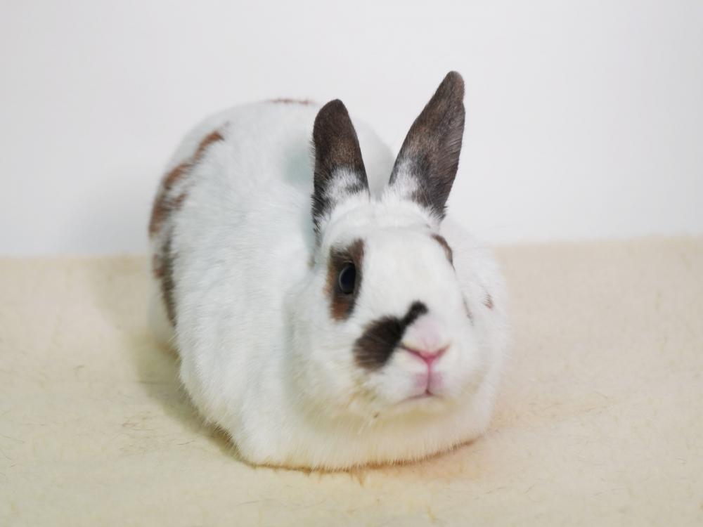 Tinkerbell – SaveABunny