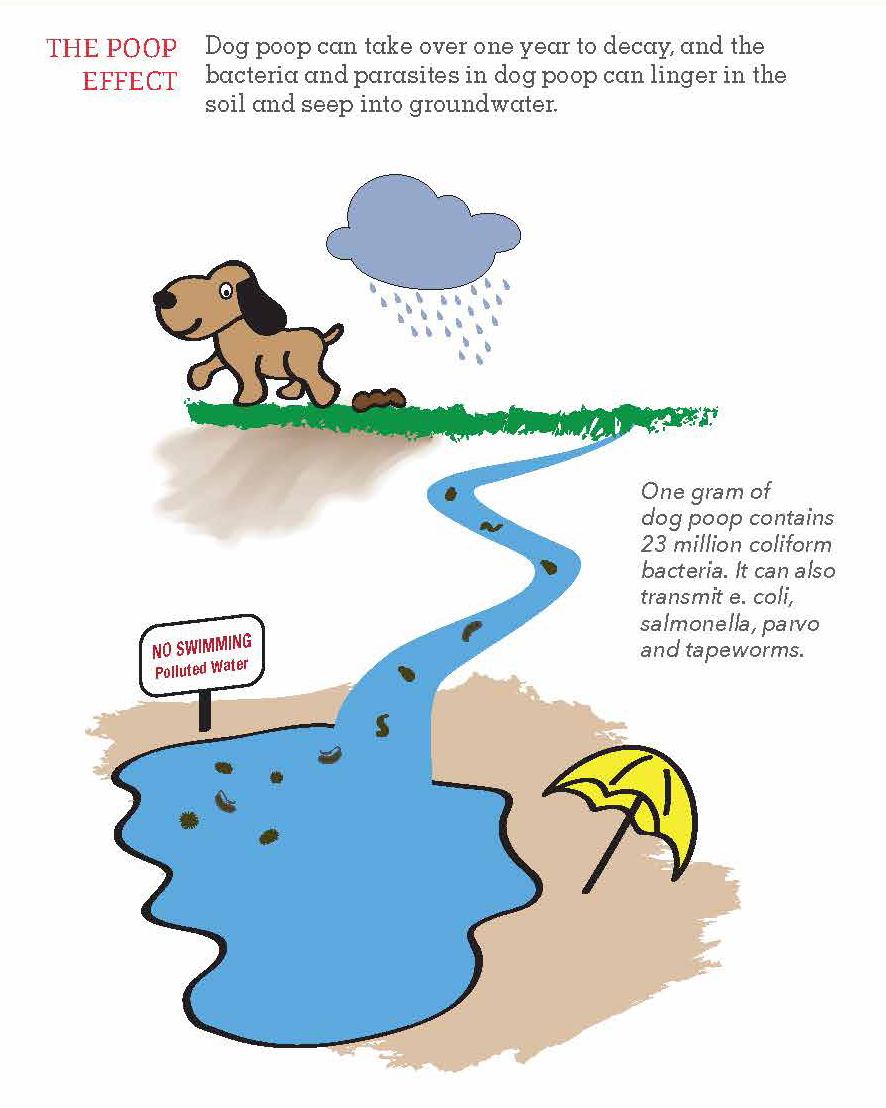 Does Dog Poop Contaminate Water