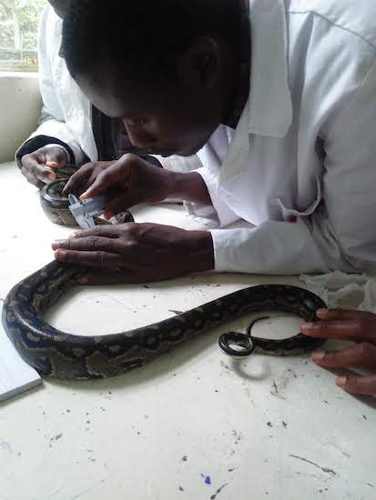 Scale measurement of a Python. - Save The Snakes