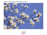 How To Make Images Responsive With Css Scaler Topics