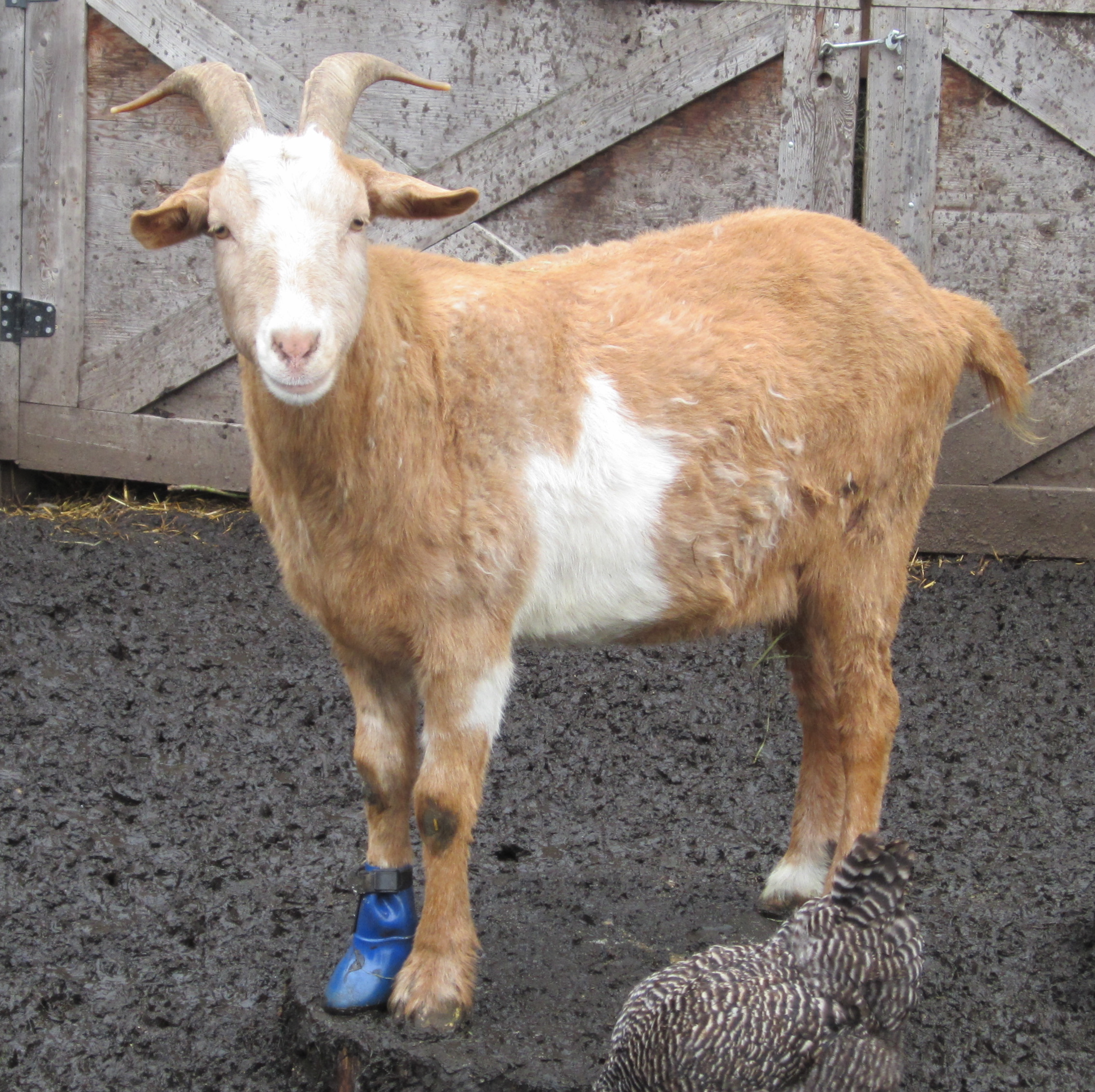 Booted Goat