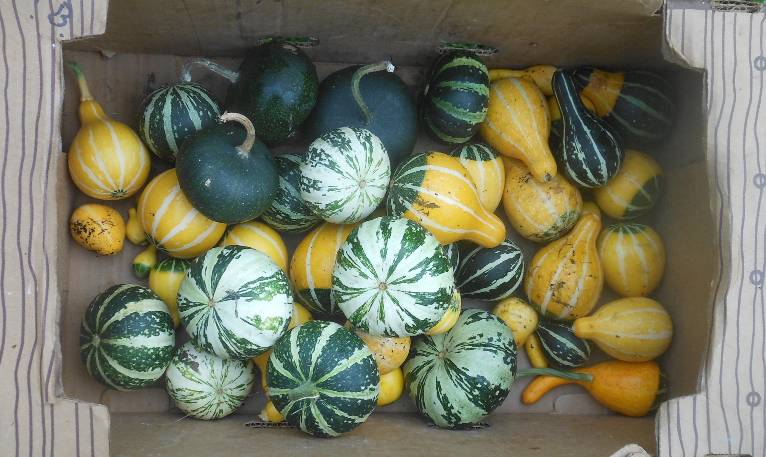 Autumn Farming | Schoonover Farm Blog