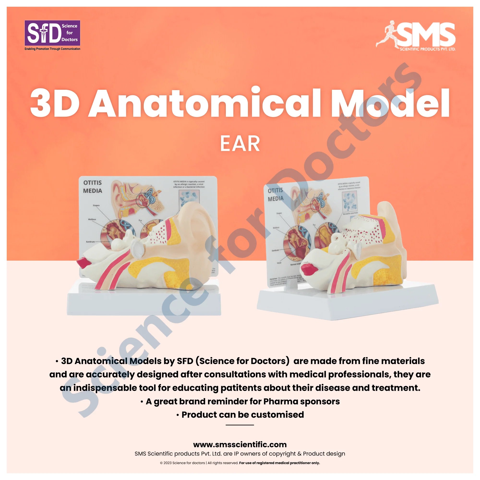 Ear 3d Anatomical Models Science For Doctors