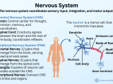 Nervous System Intro