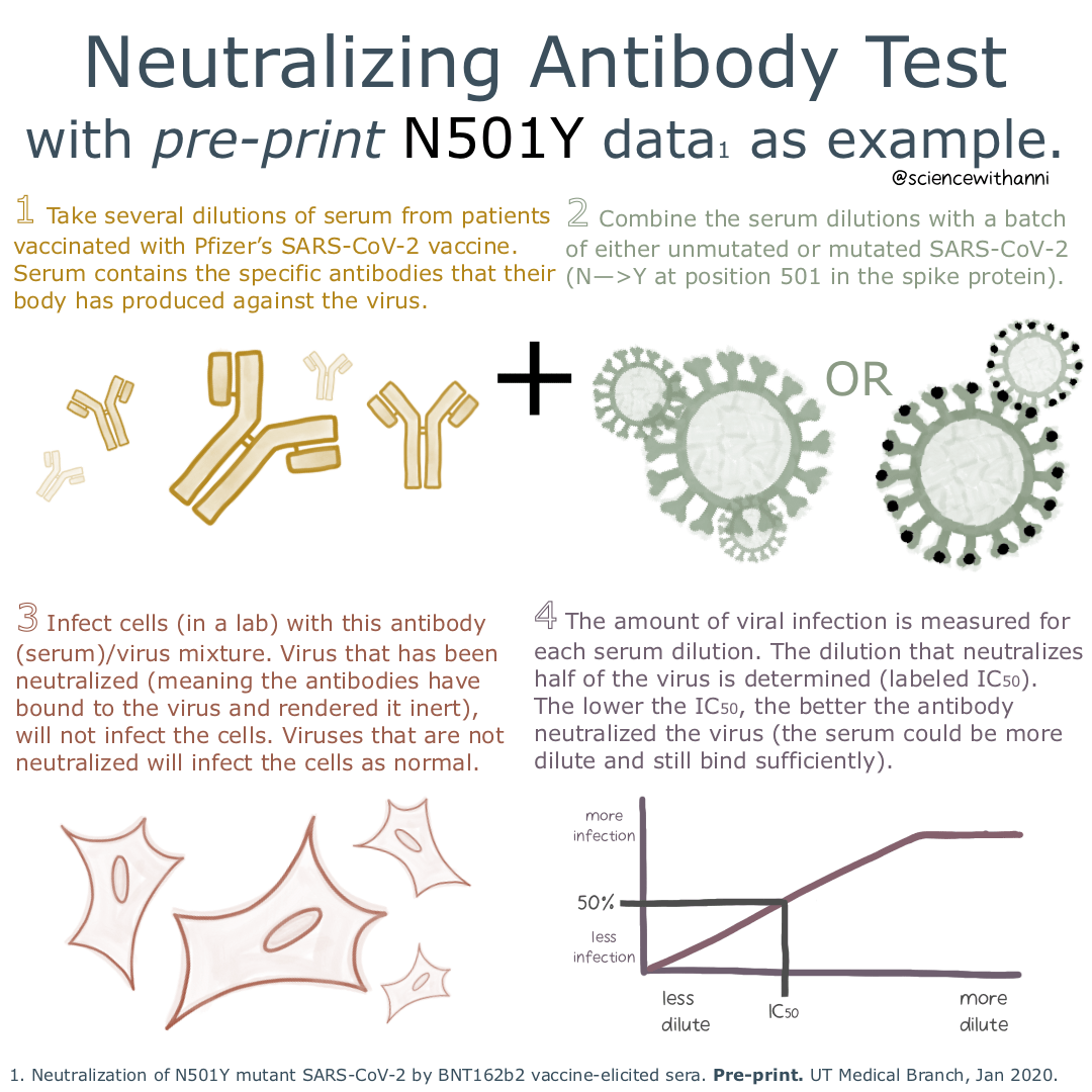Neutralizing Antibody Test – N501Y e.g. – Science With Anni