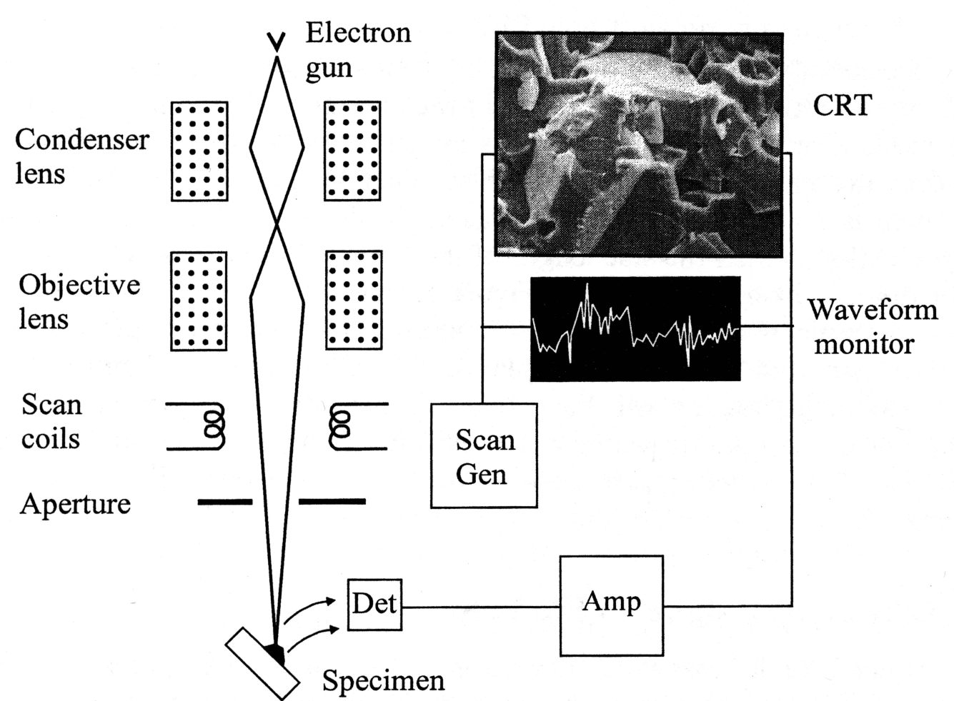SEM-Diagram | The Sri Lankan Scientist
