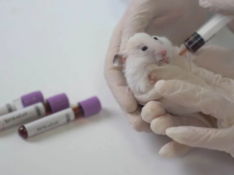 Is Animal Testing Ethical What Are The Ethical Issues With Animal is-animal-testing-ethical-what-are-the-ethical-issues-with-animal