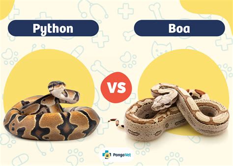 Boa Vs Python Comparison Powensix - Download Perfect Vintage Background | Full HD