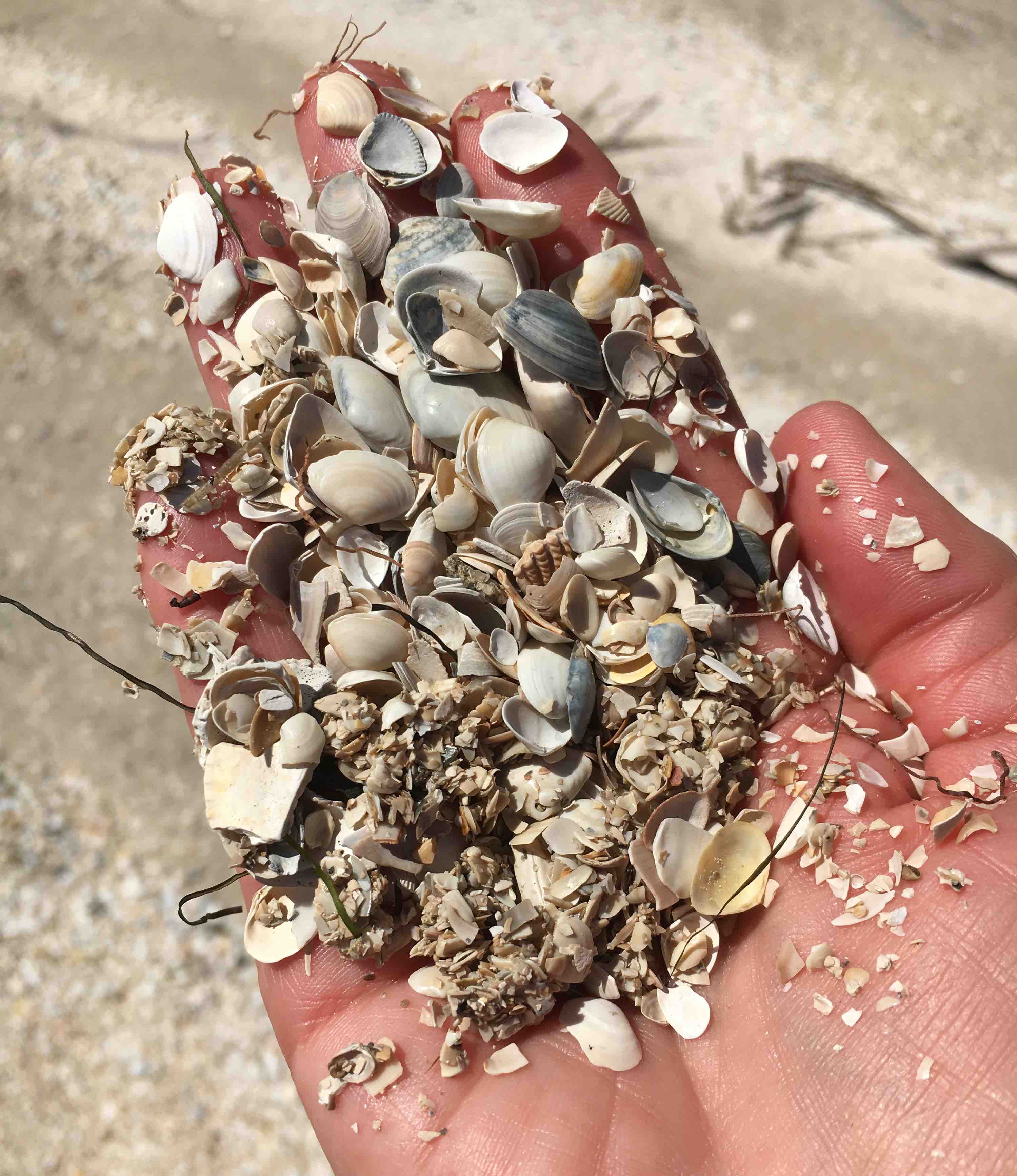 Seashells by Millhillshell beach