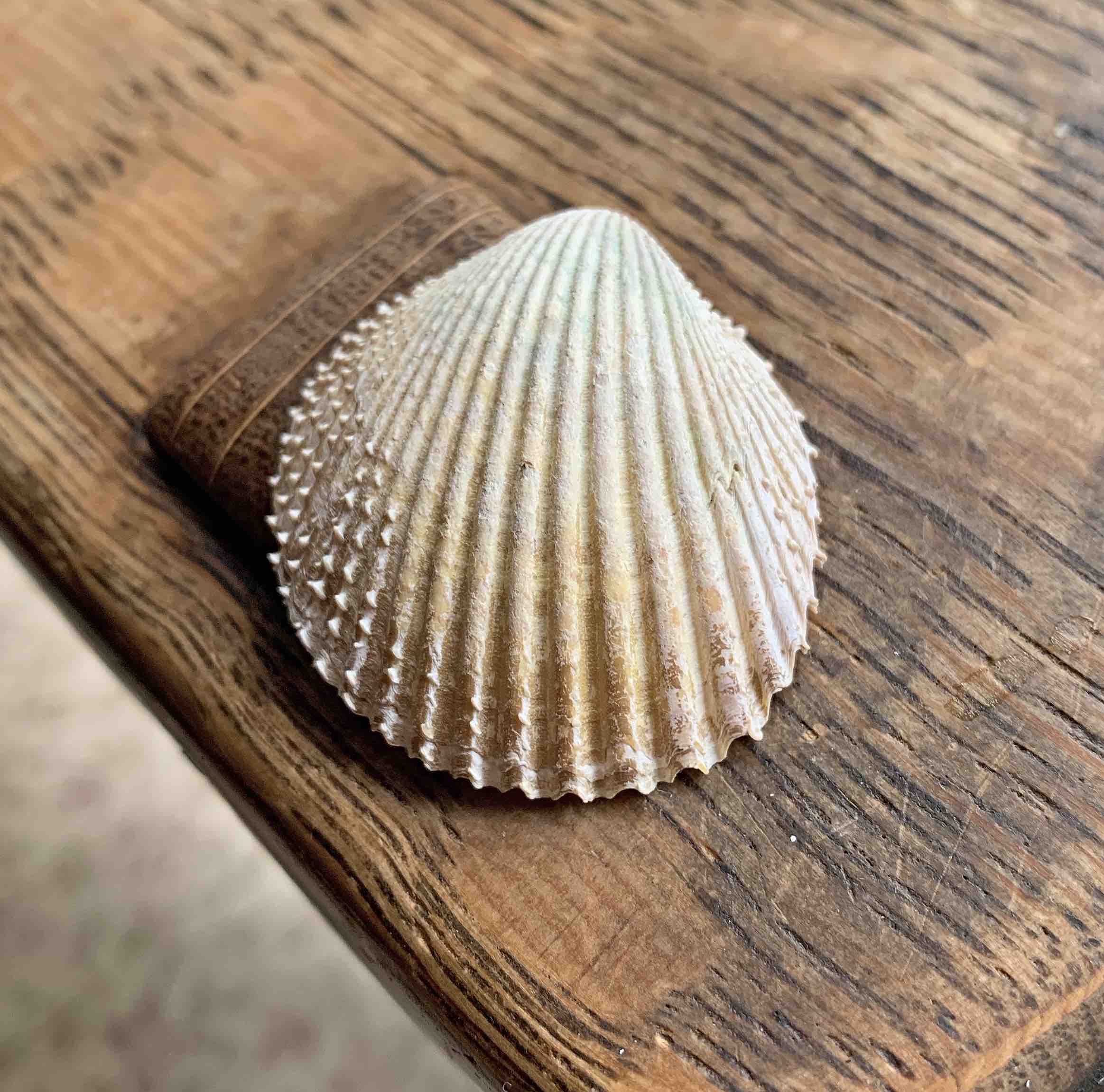 shell top – Seashells by Millhill