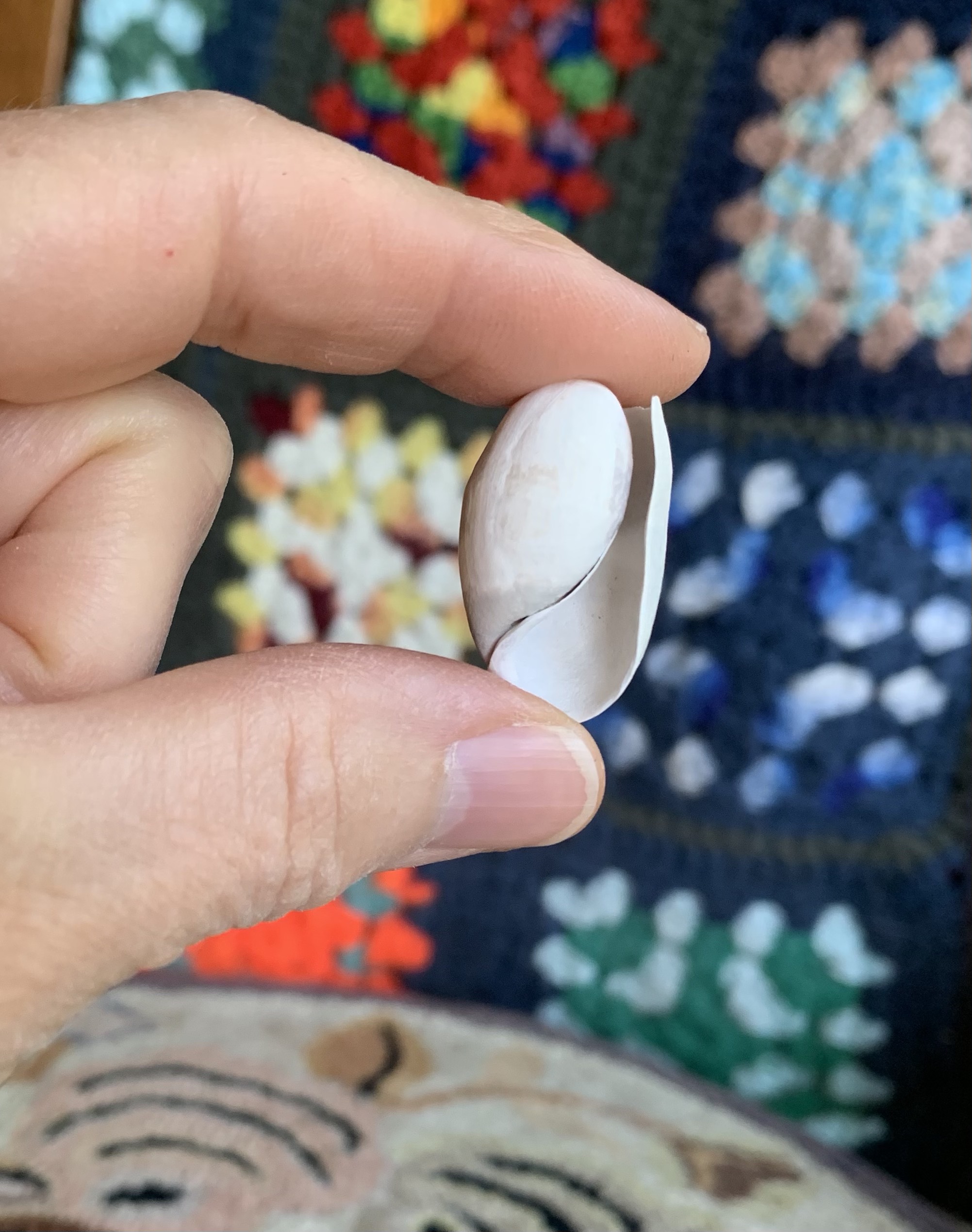 Seashells – Seashells by Millhill