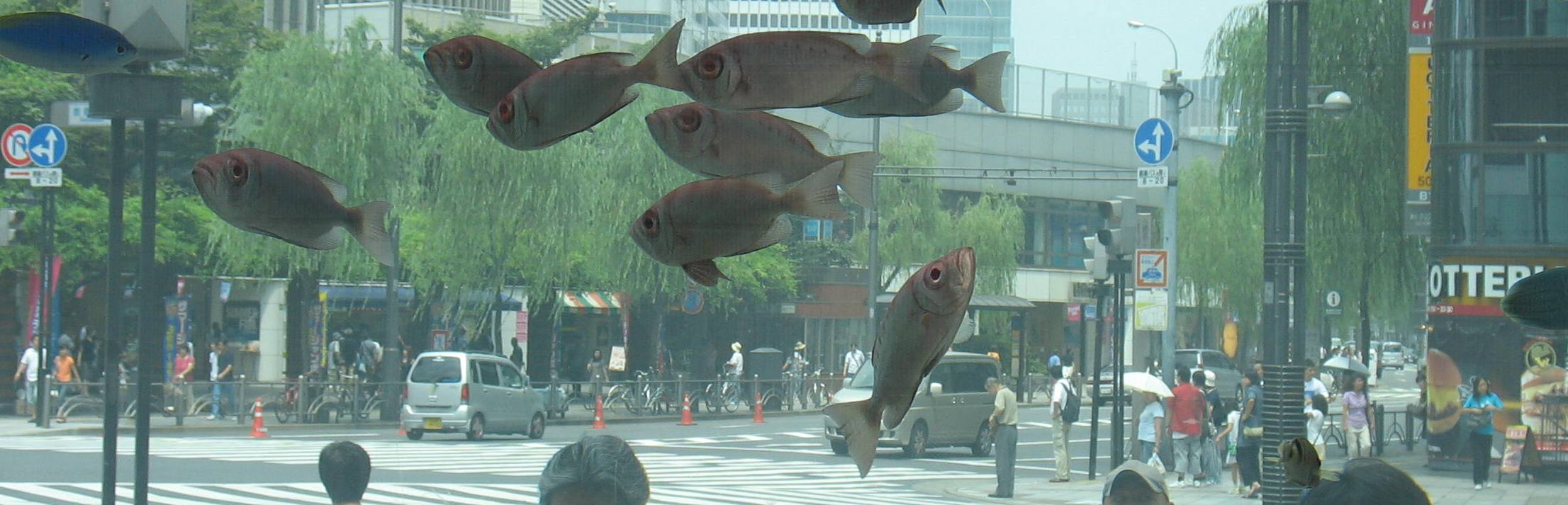 Rare Japanese Flying Fish | Seattle to Seoul, Summer 2008