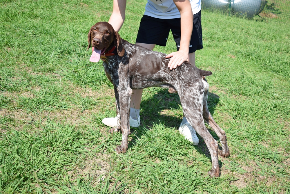 Ray - SeBPRA | Setter, Brittany and Pointer Rescue