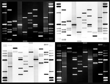 Biometrics In Art: DNA Portraits – Securlinx