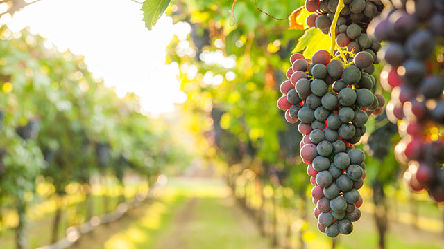 Why farm grapes in Kenya? - Seed Farm