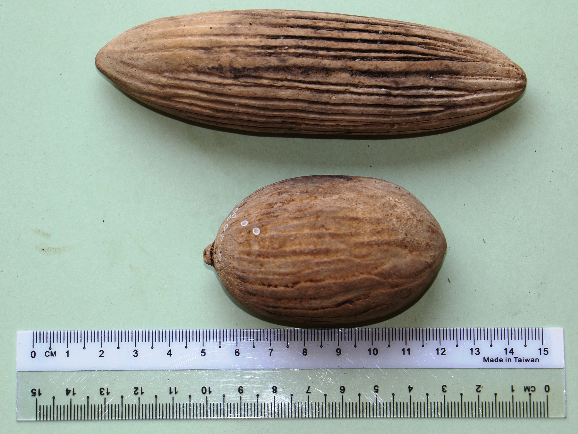 Eusideroxylon zwageri: Pulau Maratua – HORNBILL DISPERSED FRUIT OF BORNEO